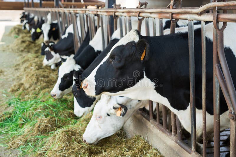 Farm Cowshed with Milking Cows Eating Hay Stock Image - Image of ...