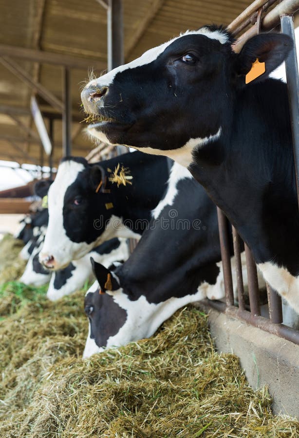 Farm Cowshed with Milking Cows Eating Hay Stock Photo - Image of herd ...