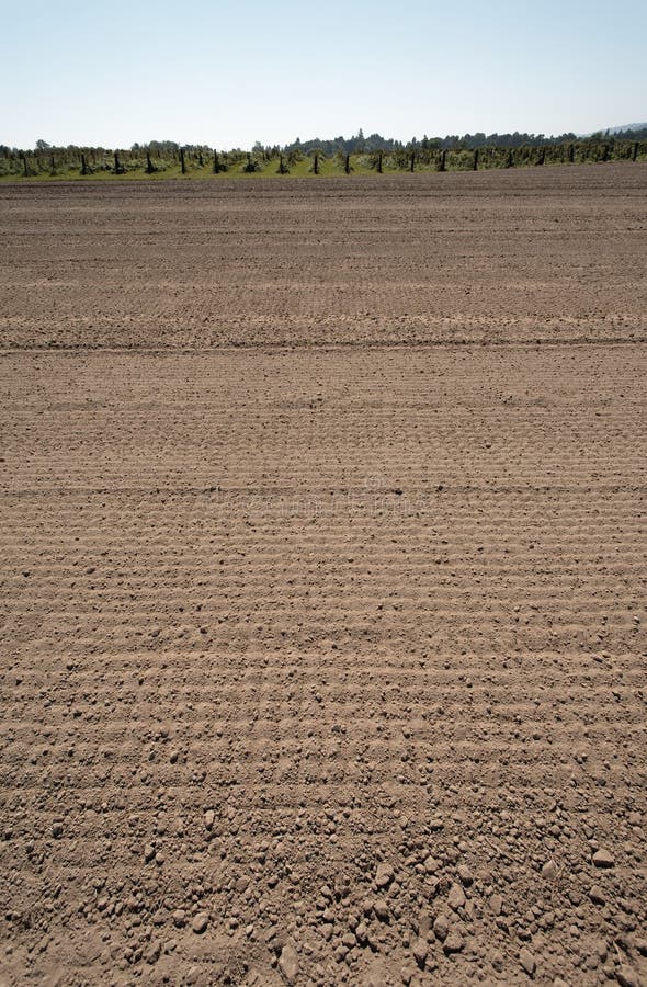 Farm Crop Field Prepared for Planting Stock Image - Image of berry ...