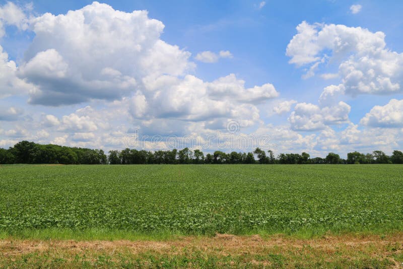 Farm Crop Field Summer Spring Harvest Farmland Crop Stock Image - Image ...