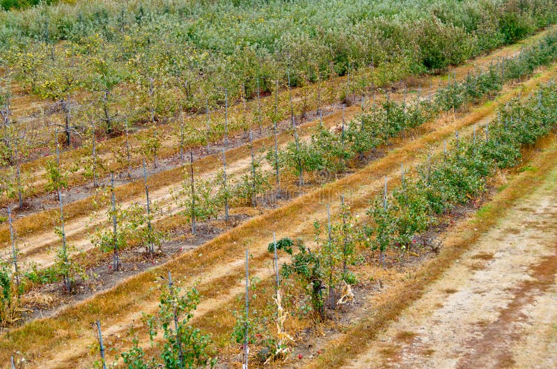 217 Multiple Crops Photos - Free & Royalty-Free Stock Photos from ...