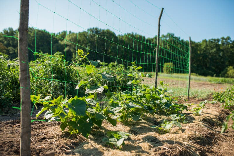 Farm cucumber patch stock image. Image of environmental - 278223265