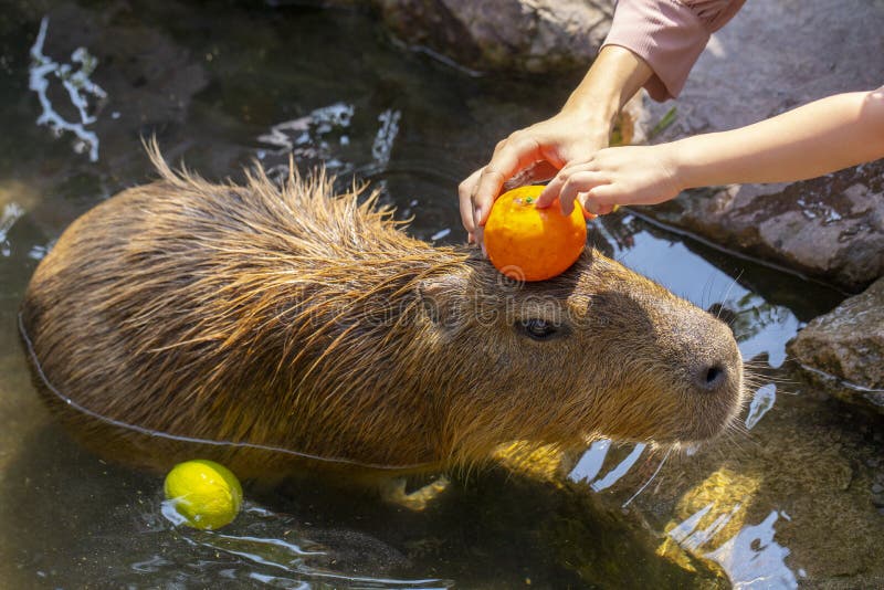 Farm, cute, capybara, bath stock photo. Image of brown - 234799312