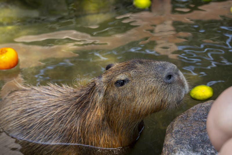 Farm, cute, capybara, bath stock image. Image of sunlight - 234799345