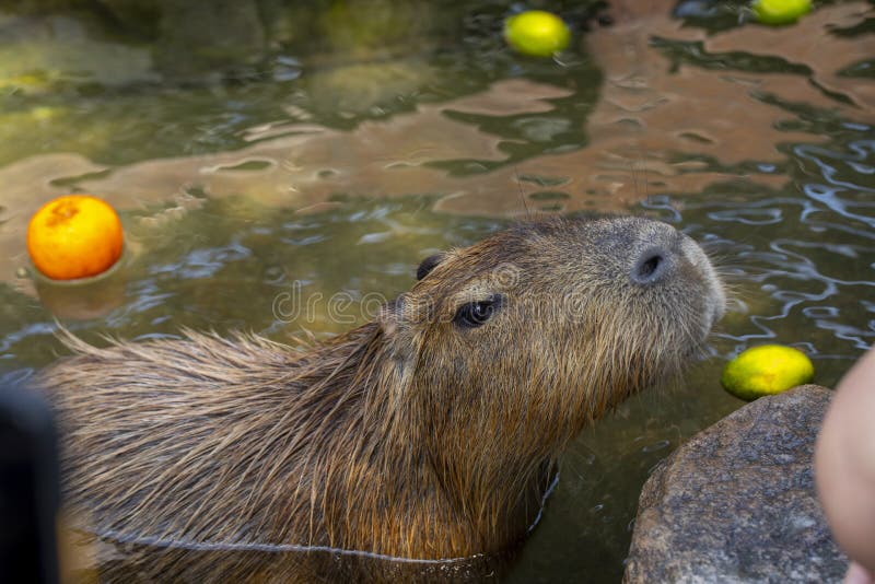 Farm, cute, capybara, bath stock image. Image of nature - 234799459