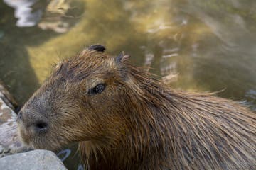 141 Capybara Bath Stock Photos - Free & Royalty-Free Stock Photos from ...