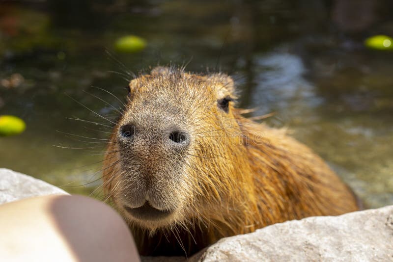 Farm, cute, capybara, bath stock image. Image of sunlight - 234799509