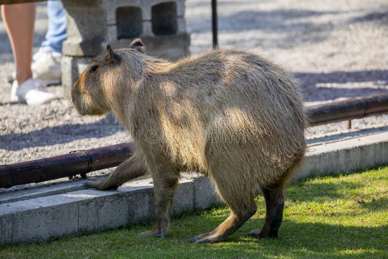 Farm, Cute, Capybara, Dining Stock Photo - Image of capybara, outdoor ...