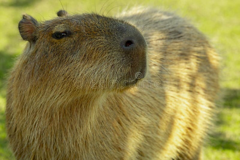Farm, Cute, Capybara, Dining Stock Photo - Image of capybara, outdoor ...