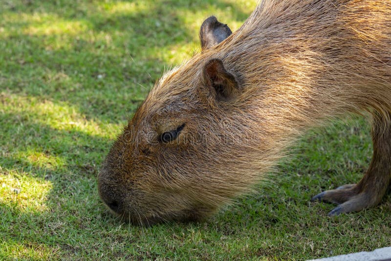 Farm, Cute, Capybara, Dining Stock Image - Image of dining, herbivores ...