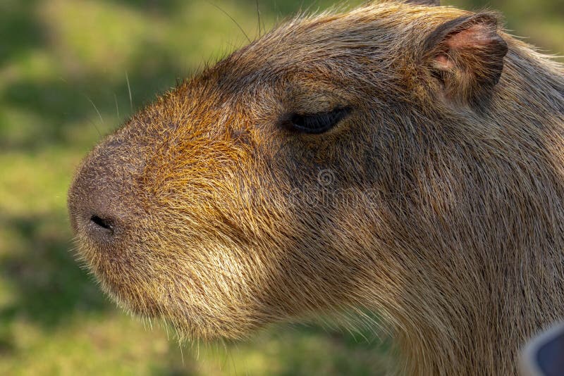 Farm, Cute, Capybara, Dining Stock Photo - Image of wildlife, rodent ...