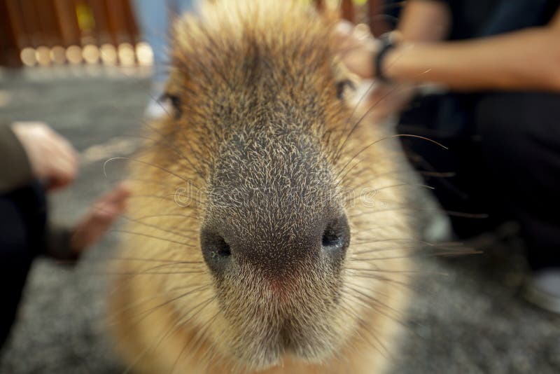 Farm, Cute, Capybara, Dining Stock Photo - Image of mammal, sunshine ...