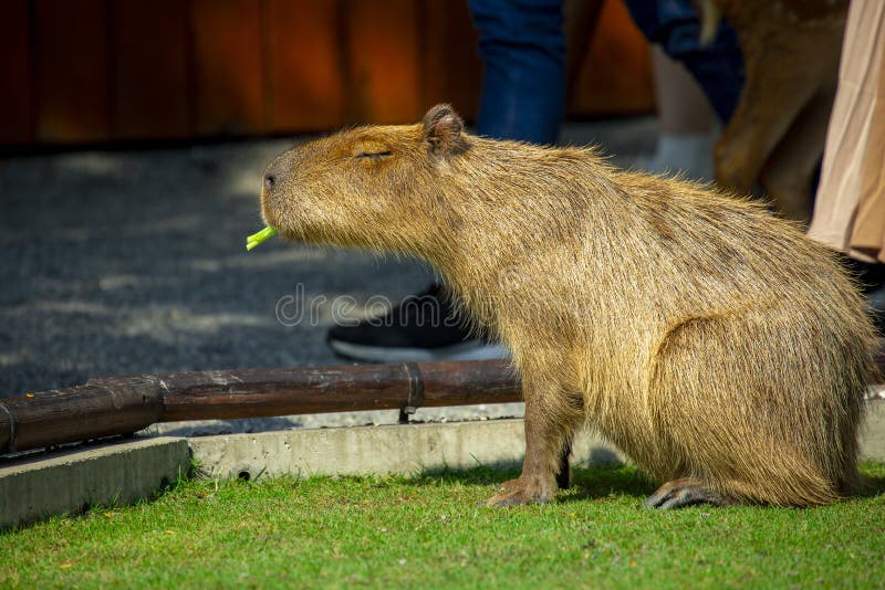 Farm, Cute, Capybara, Dining Stock Image - Image of dark, wildlife ...