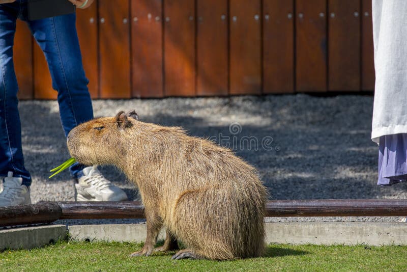 Farm, Cute, Capybara, Dining Stock Photo - Image of outdoor, sunshine ...
