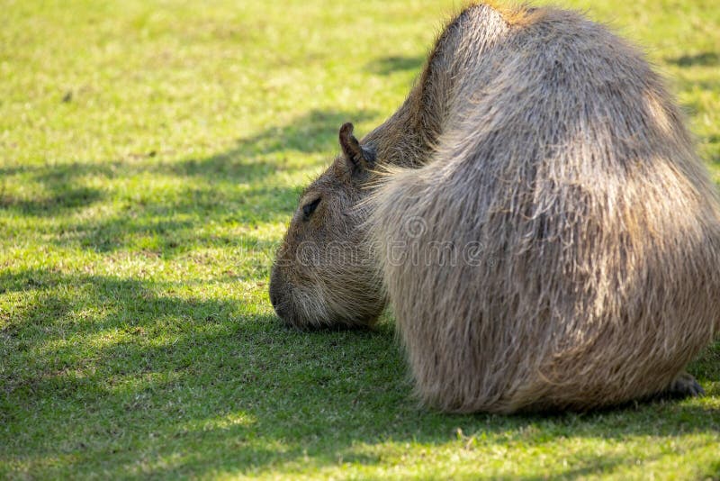 Farm, Cute, Capybara, Dining Stock Image - Image of capybara ...