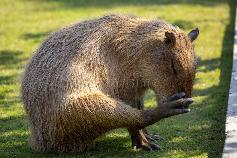 Farm, Cute, Capybara, Dining Stock Image - Image of aquatic, capybara ...