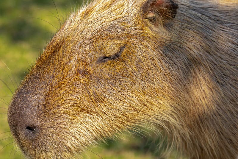 Farm, Cute, Capybara, Dining Stock Image - Image of wildlife, mouse ...
