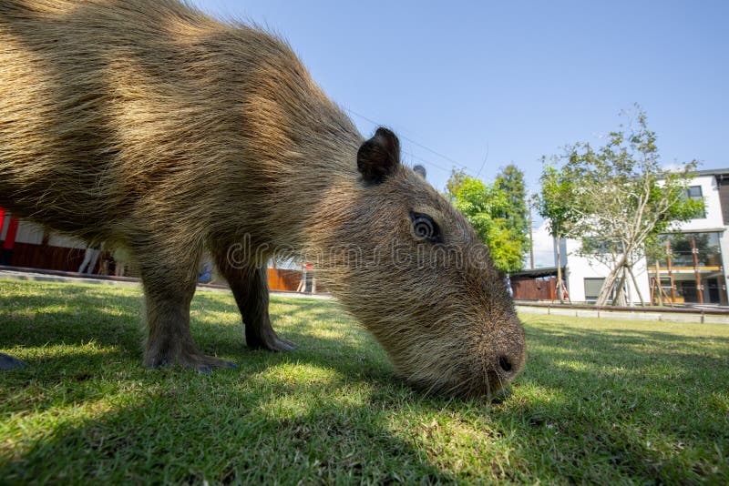 Farm, Cute, Capybara, Dining Stock Image - Image of brown, sunlight ...