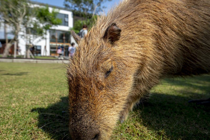 Farm, Cute, Capybara, Dining Stock Image - Image of cute, brown: 234124131