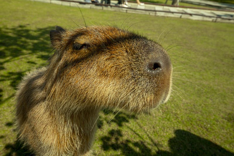 Farm, Cute, Capybara, Dining Stock Photo - Image of small, sunshine ...