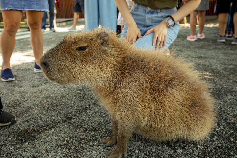 Farm, Cute, Capybara, Dining Stock Image - Image of beautiful, eating ...