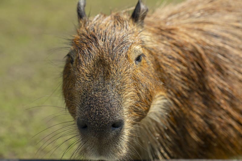 Farm, Cute, Capybara, Dining Stock Image - Image of largest, animals ...