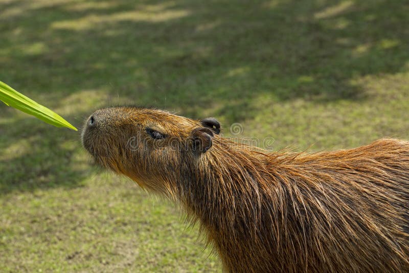 Farm, Cute, Capybara, Dining Stock Photo - Image of dark, wildlife ...