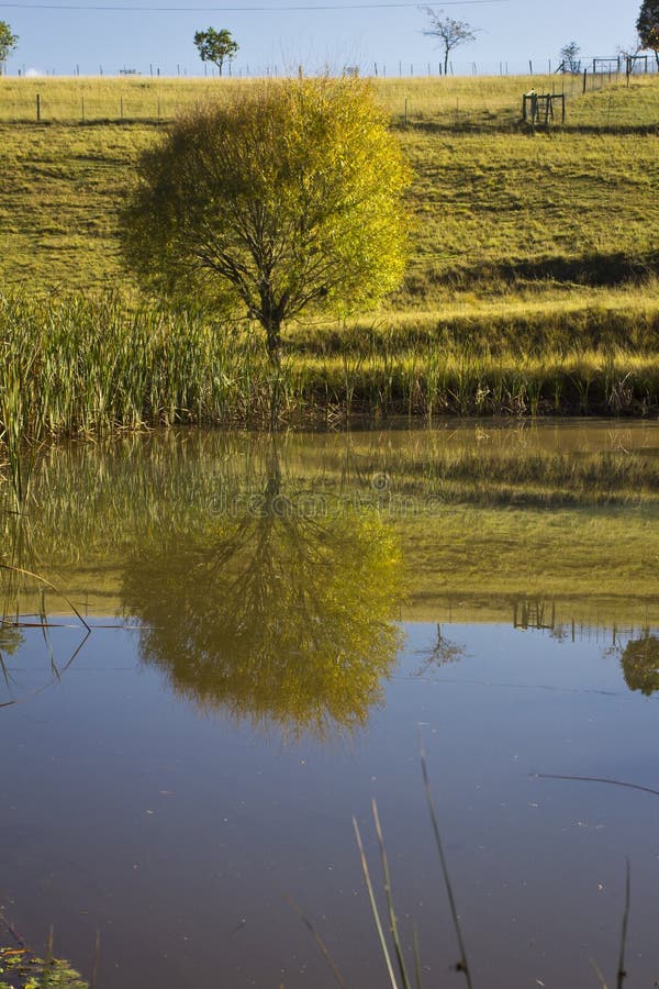Farm Dam with Reflections of a Single Tree Stock Photo - Image of ...