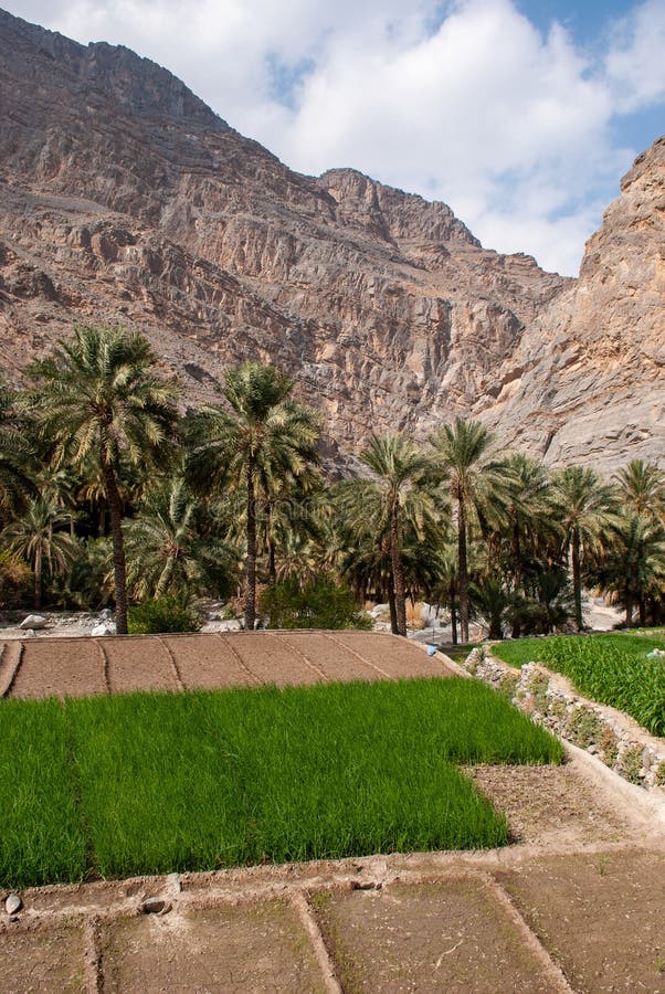 Date palms Oman stock image. Image of palms, east, oman - 181678785