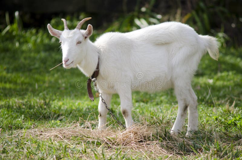 Farm der Tiere - Ziege stockbild. Bild von porträt, beweidung - 32640247