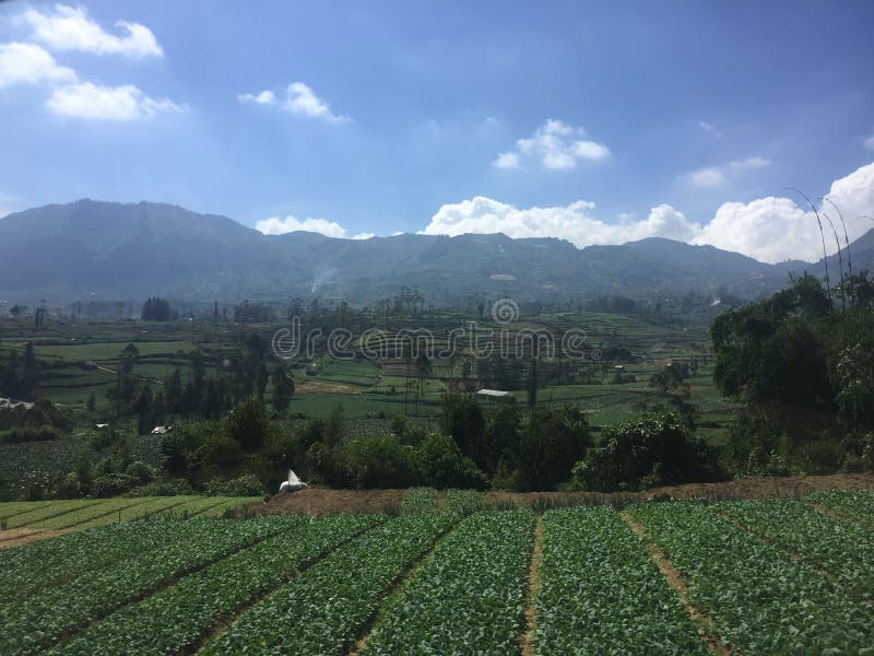 Farm Dieng Landscape Morning Vegetable Stock Photo - Image of vegetable ...