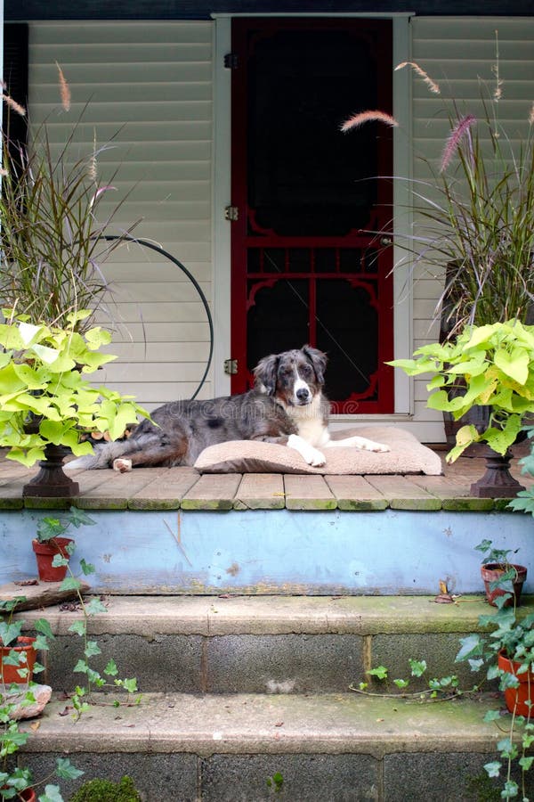 Farm Dog on Front Porch stock image. Image of building - 46014815