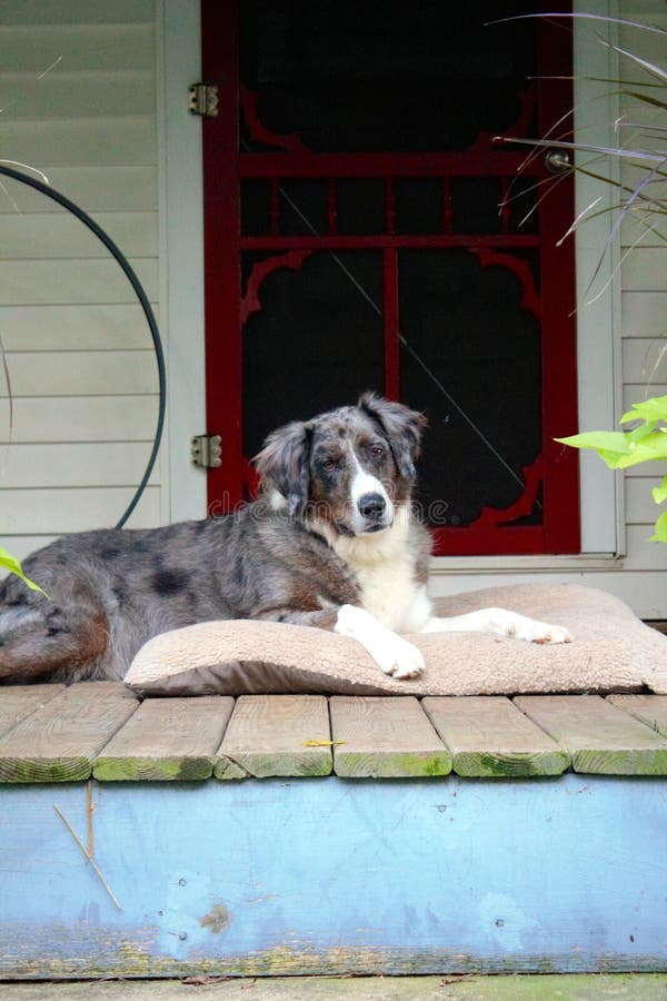 Farm Dog on Front Porch stock photo. Image of door, lifestyle - 46014906