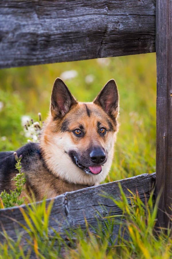 Farm Dog stock photo. Image of obedient, cross, herding - 90188882