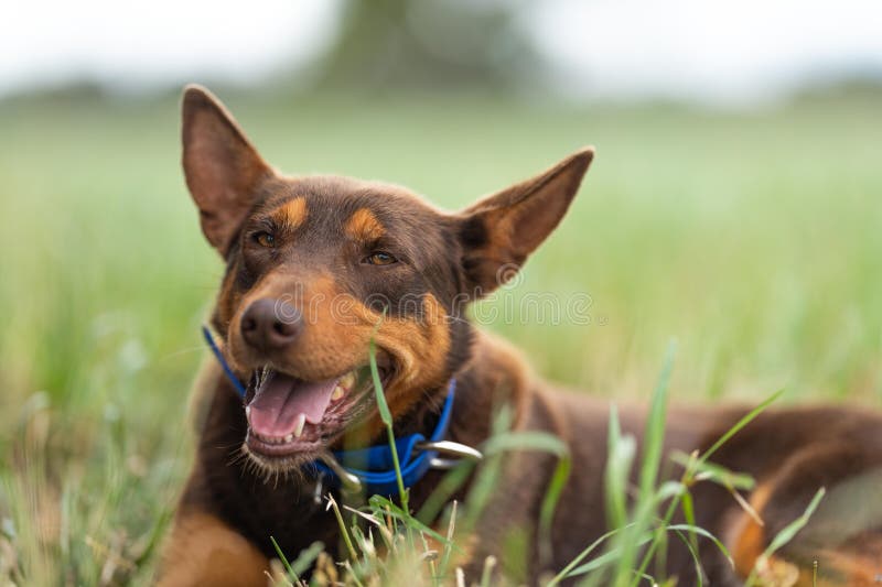 Farm Dog in a Green Field of Grass in Spring Stock Image - Image of ...