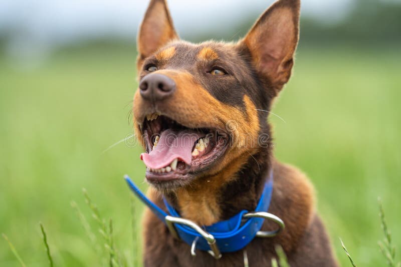 Farm Dog in a Green Field of Grass in Spring Stock Photo - Image of ...