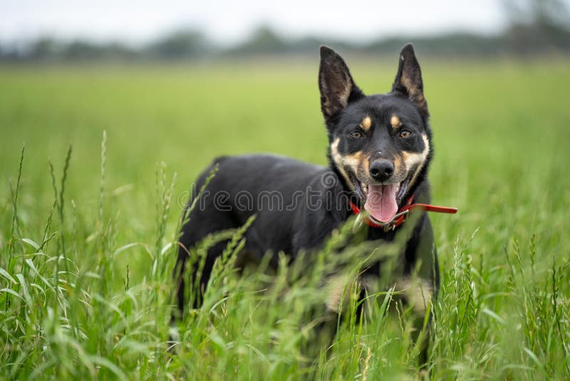 Farm Dog in a Green Field of Grass in Spring Stock Image - Image of ...