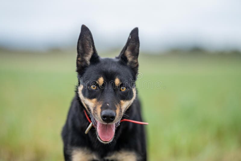 Farm Dog in a Green Field of Grass in Spring Stock Photo - Image of ...
