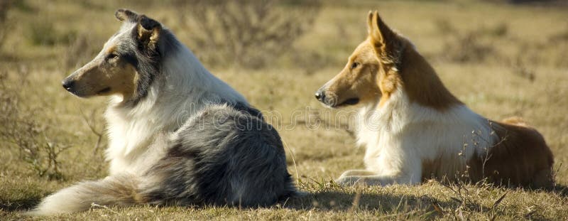 Farm Dogs stock image. Image of attentive, animals, working - 5841631