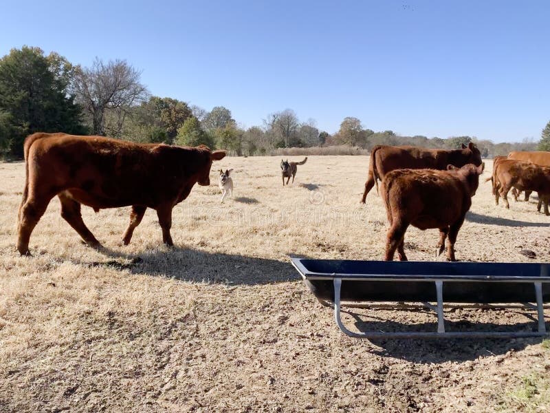Farm Dogs with Cattle on a Small Farm Stock Photo - Image of oklahoma ...