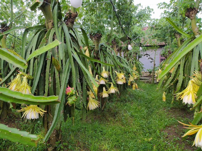 Farm of dragon fruit stock photo. Image of farm, fruit - 278335730