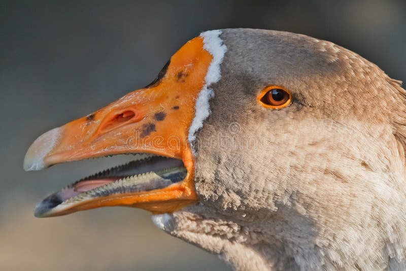 Farm drake stock photo. Image of swim, bird, beautiful - 20986482