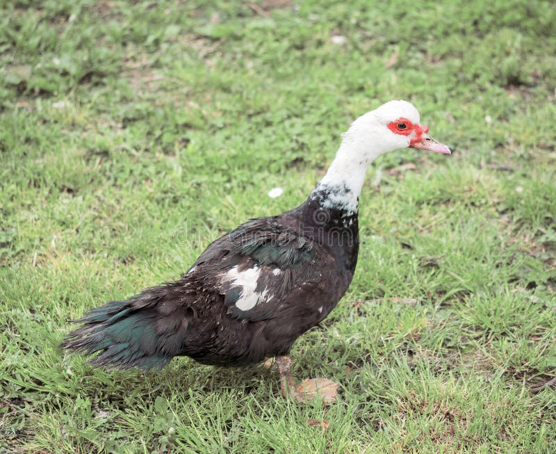 Farm duck stock photo. Image of grazing, countryside - 55173318