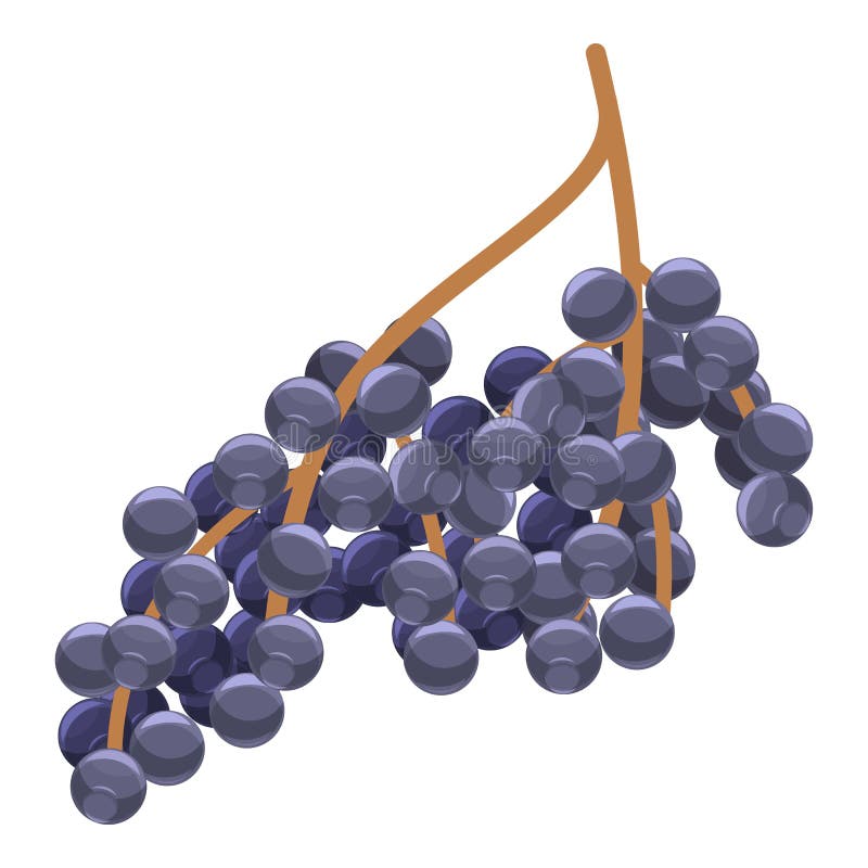 Farm Elderberry Icon, Cartoon Style Stock Vector - Illustration of ...