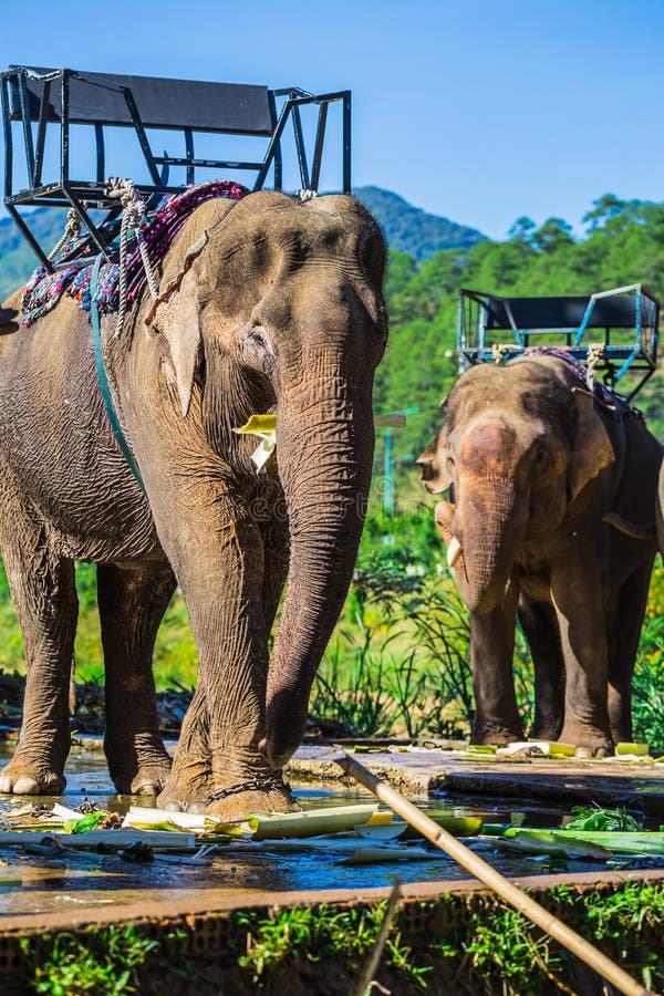 The Farm of Elephants Not Far from Dalat Stock Image - Image of ...
