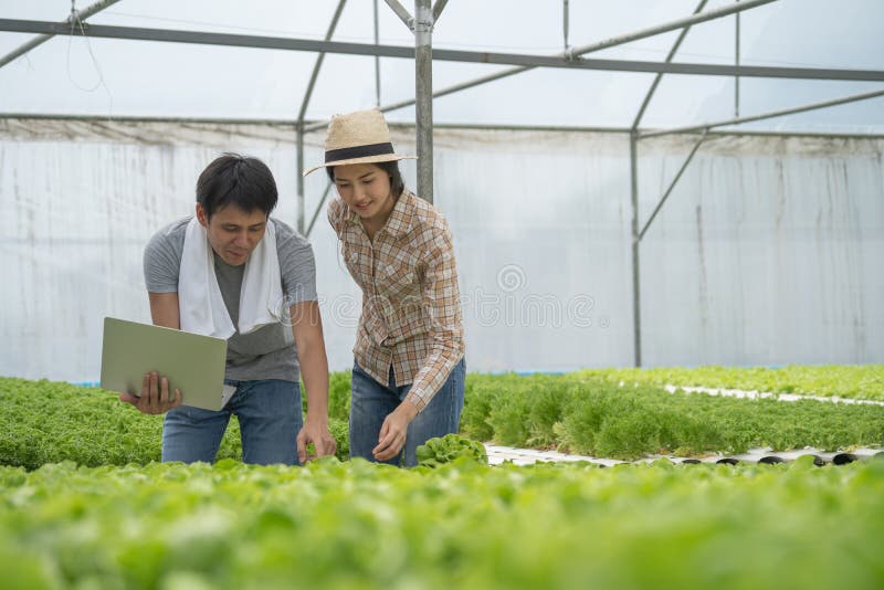 Farm Entrepreneur Checking Quality of Hydroponic Vegetables Product ...