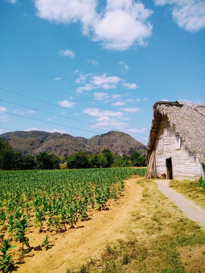 Tabaco Life Farmer Stock Photos - Free & Royalty-Free Stock Photos from ...