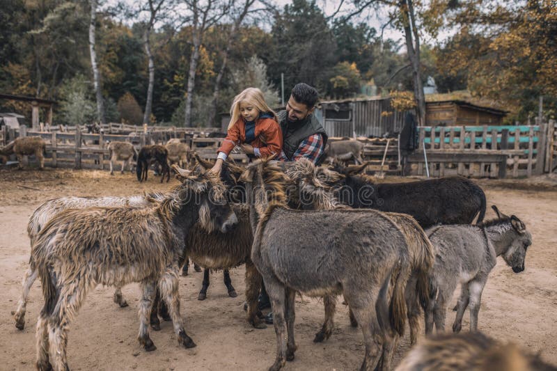 Farmer and His Kid Spending Time with Animals in the Cattle-pen Stock ...