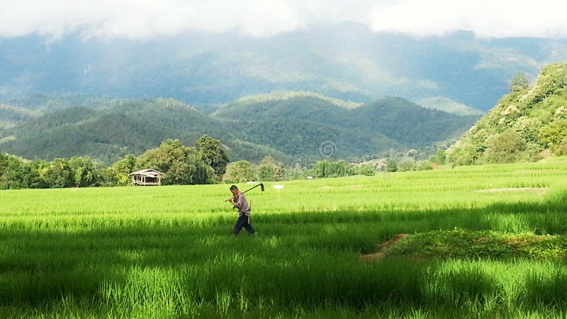 Farm editorial stock image. Image of farmer, farm, cornfield - 46745669