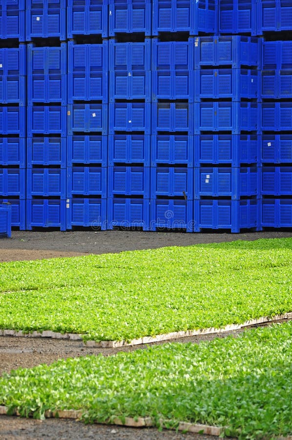 Farm farming stock image. Image of plants, light, crates - 20493895